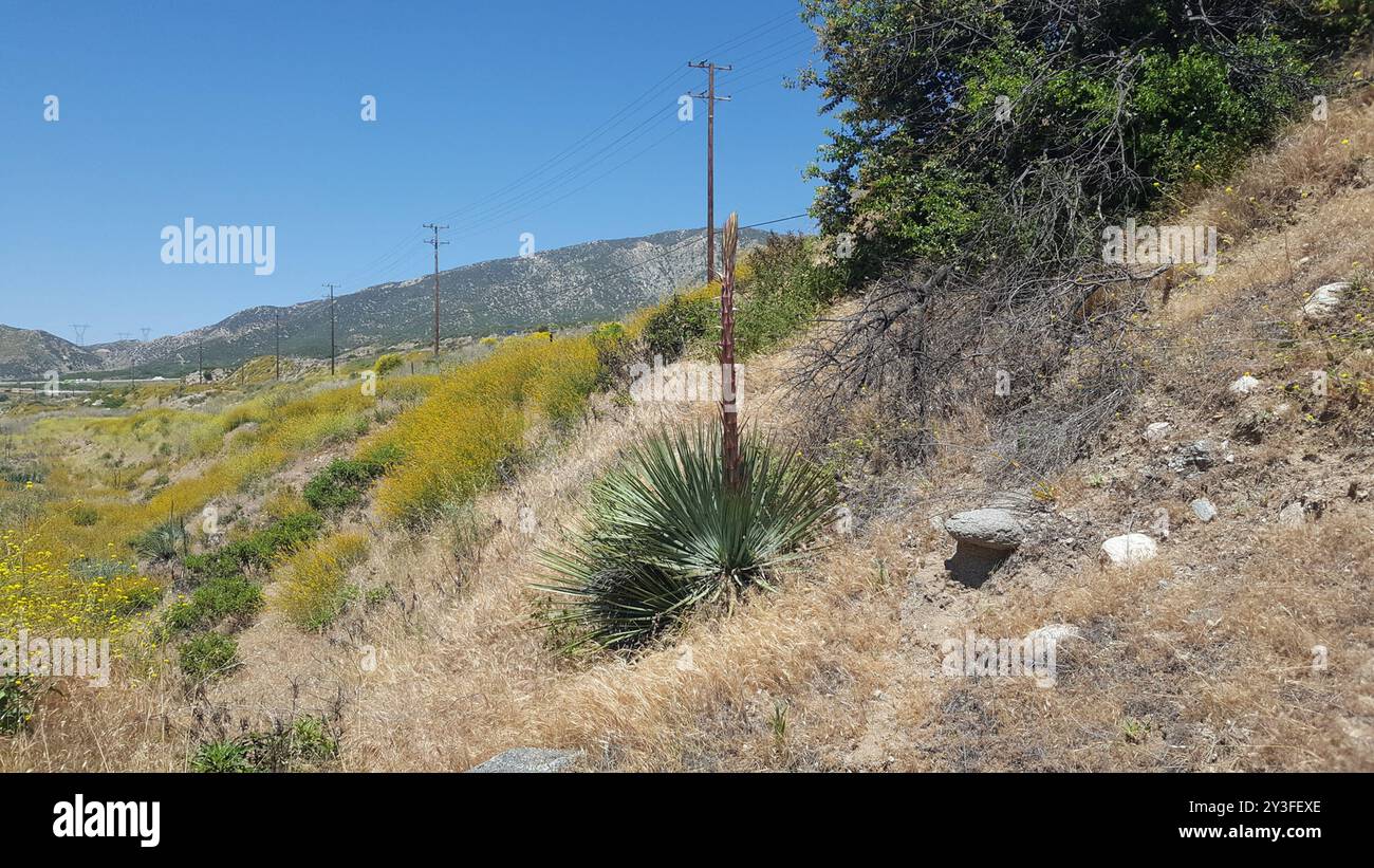 chaparral yucca (Hesperoyucca whipplei) Plantae Stock Photo - Alamy