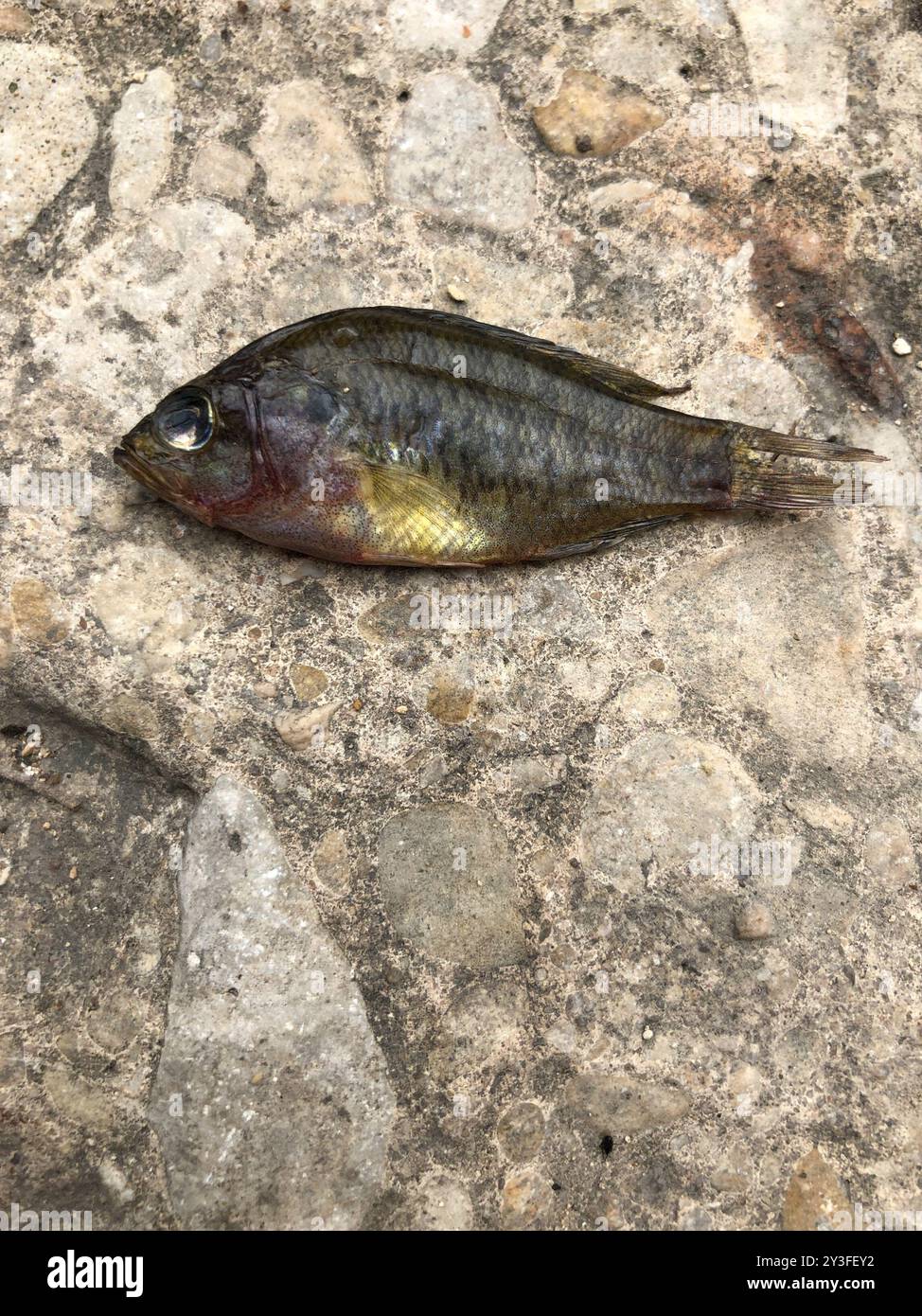 Warmouth (Lepomis gulosus) Actinopterygii Stock Photo - Alamy