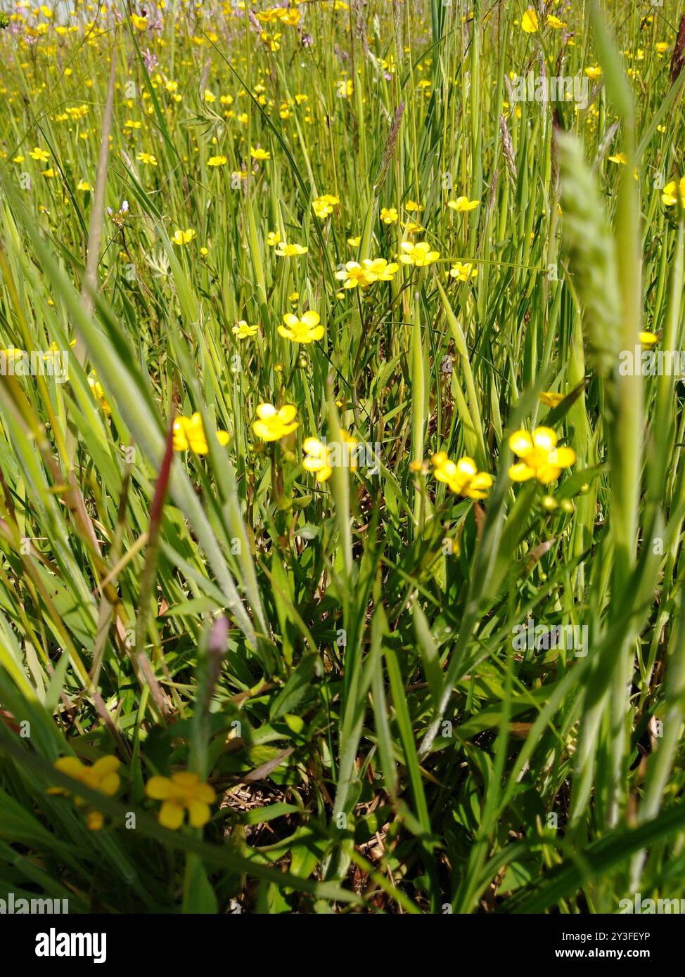 Lesser Spearwort (Ranunculus flammula) Plantae Stock Photo - Alamy