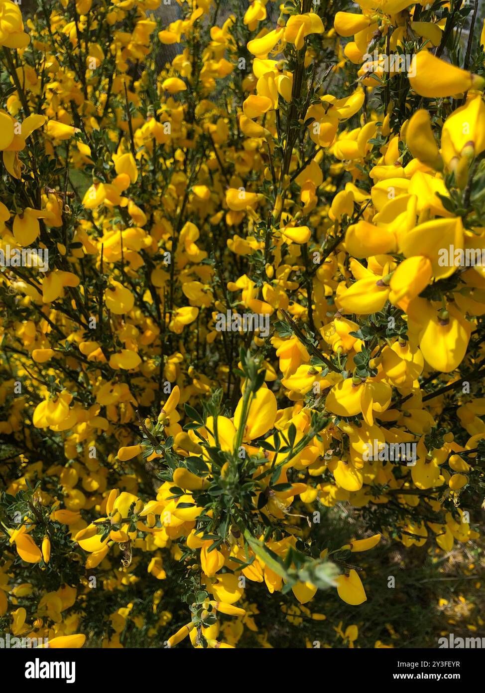brooms, lupines, and allies (Genisteae) Plantae Stock Photo - Alamy