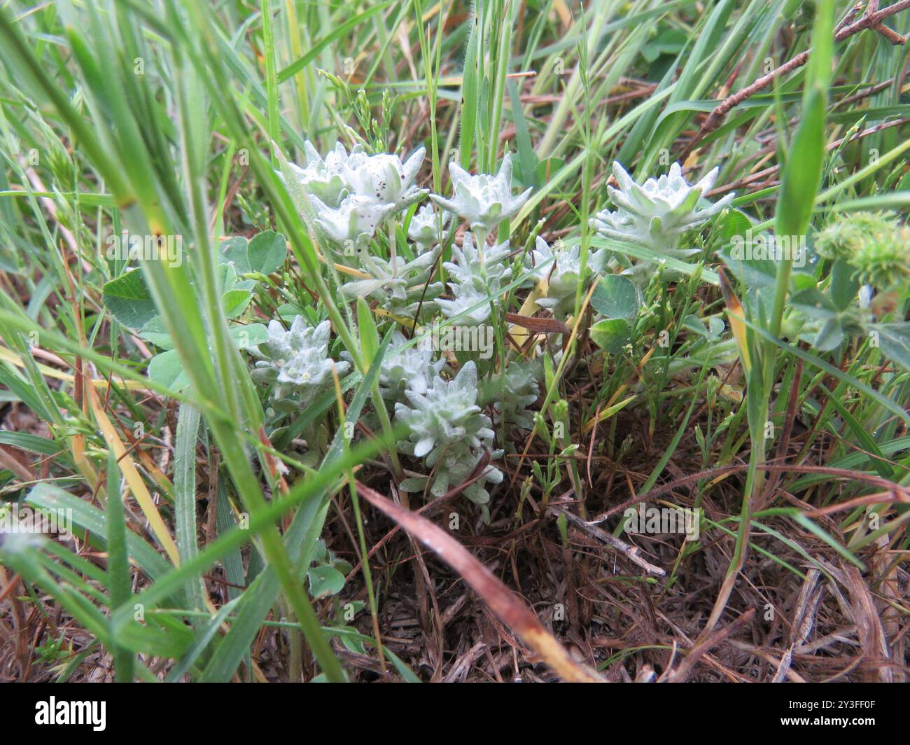 flathead rabbit tobacco (Diaperia prolifera) Plantae Stock Photo - Alamy