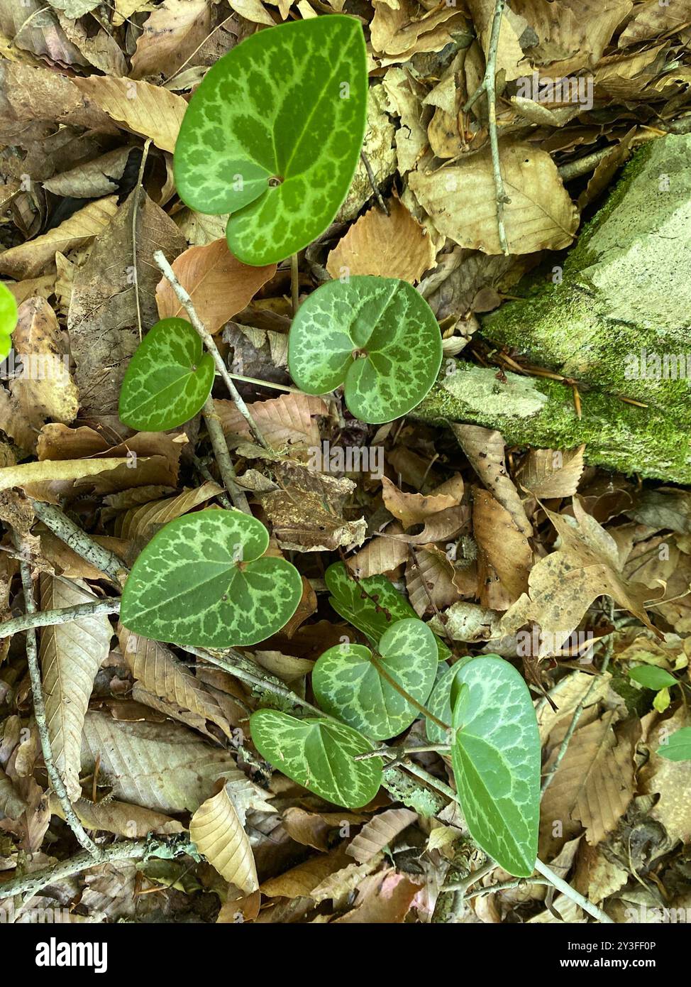 little heartleaf (Asarum minus) Plantae Stock Photo - Alamy