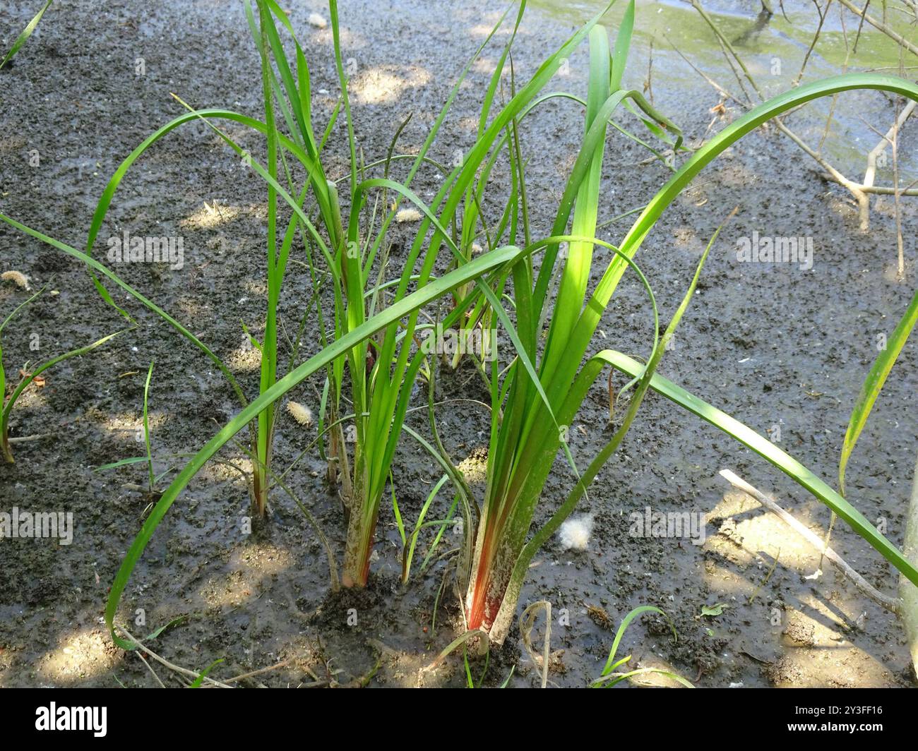 lesser pond sedge (Carex acutiformis) Plantae Stock Photo - Alamy