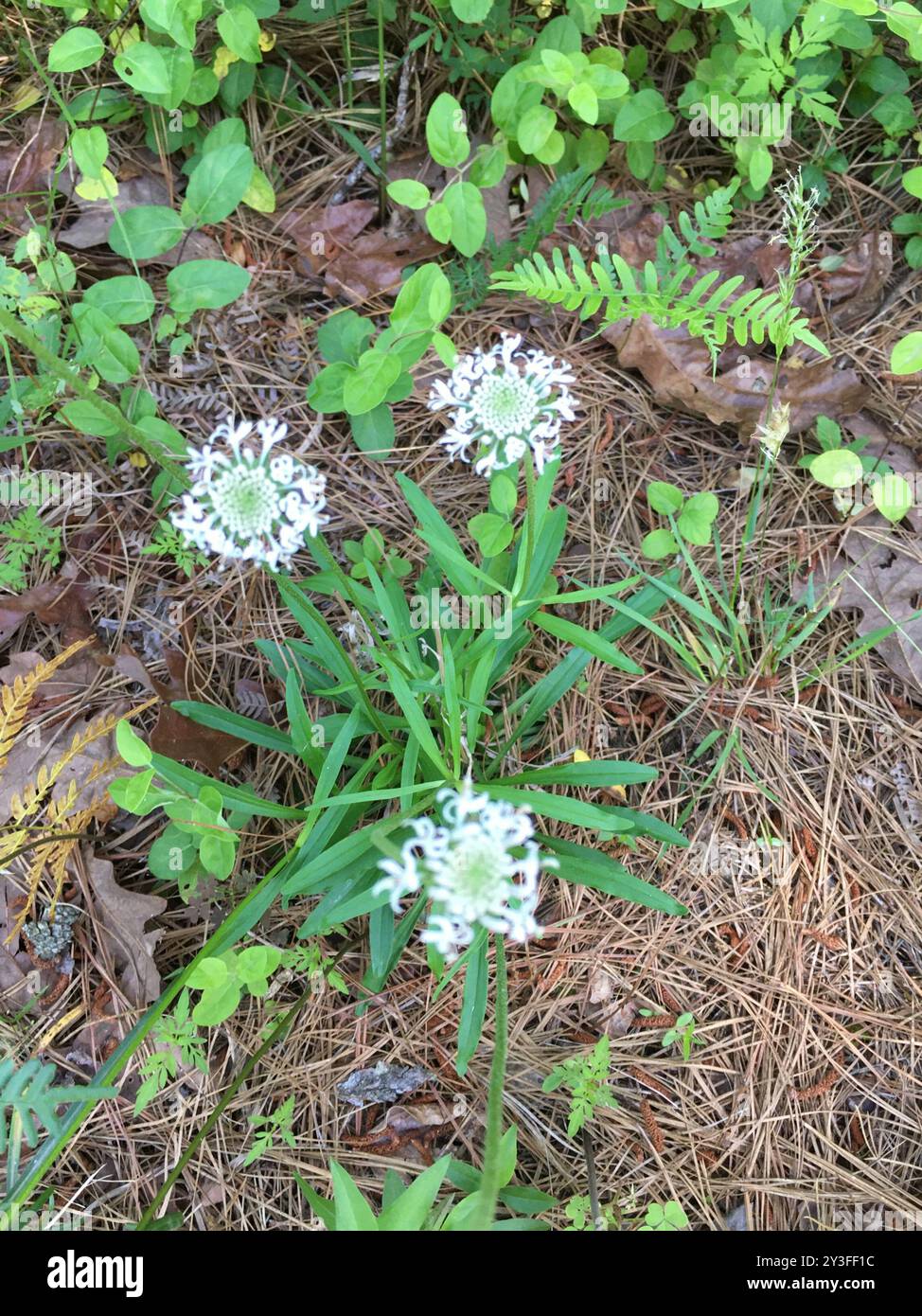 Piedmont Barbara's-buttons (Marshallia obovata) Plantae Stock Photo - Alamy