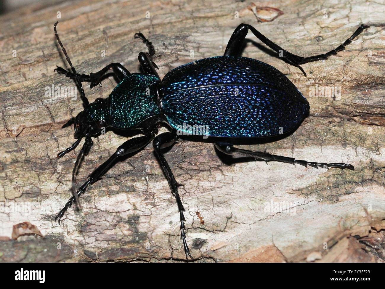 (Carabus scabrosus tauricus) Insecta Stock Photo - Alamy
