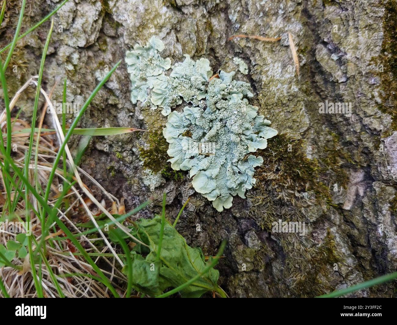 common greenshield lichen (Flavoparmelia caperata) Fungi Stock Photo ...