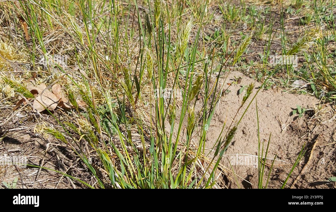 sweet vernal grass (Anthoxanthum odoratum) Plantae Stock Photo - Alamy