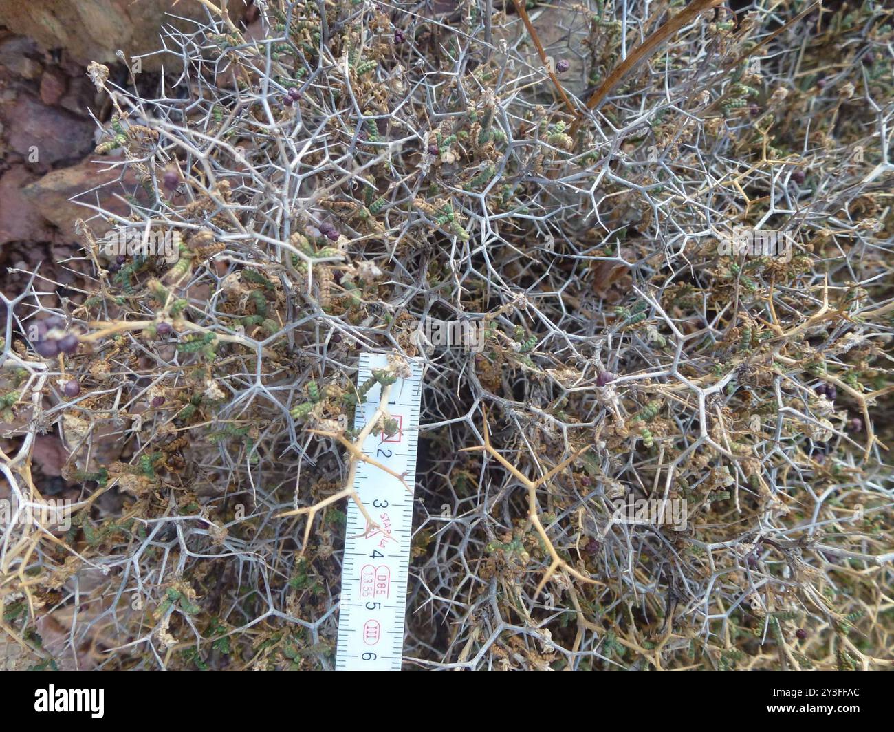 Spiny Burnet (Sarcopoterium spinosum) Plantae Stock Photo - Alamy