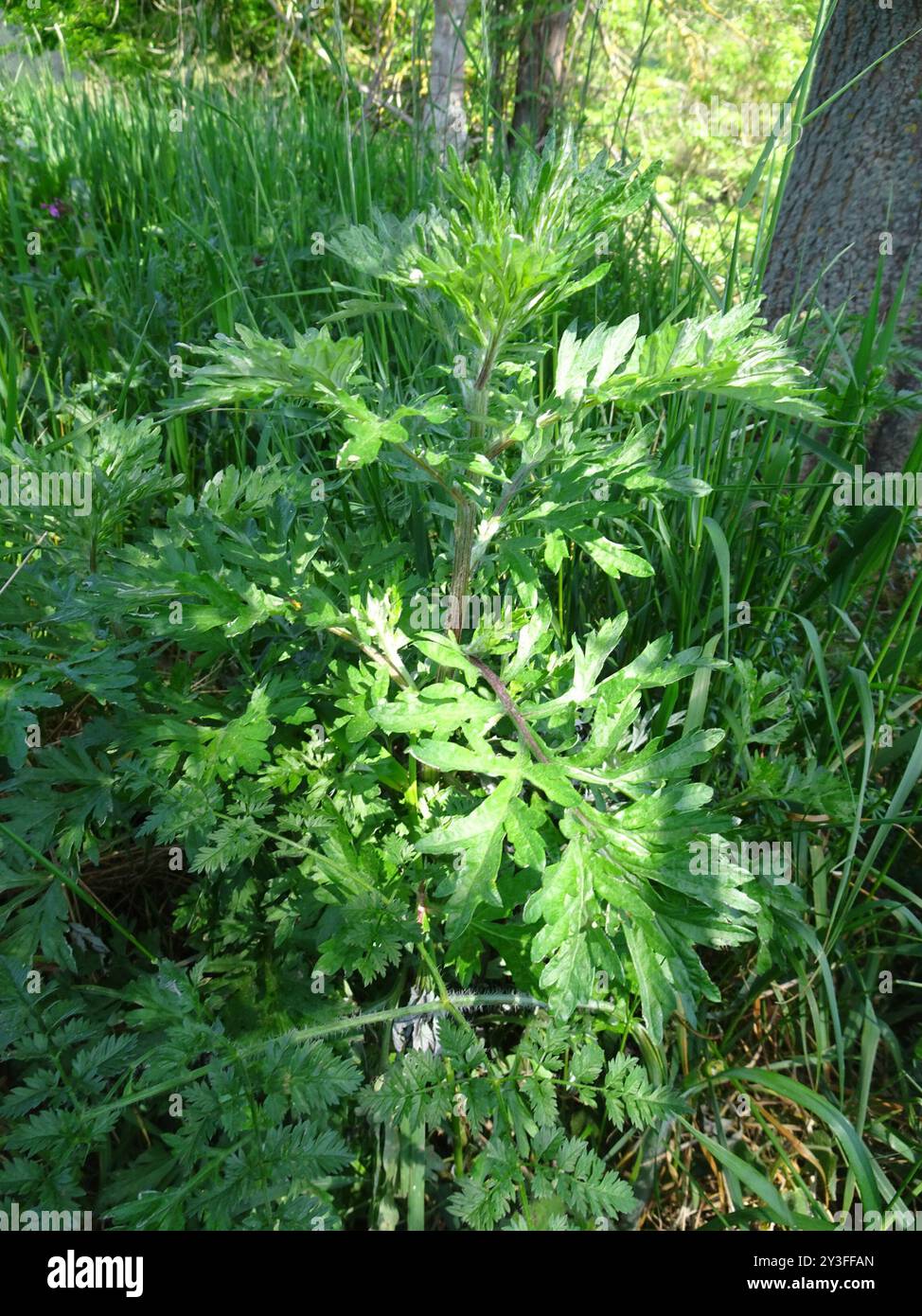 common mugwort (Artemisia vulgaris) Plantae Stock Photo - Alamy