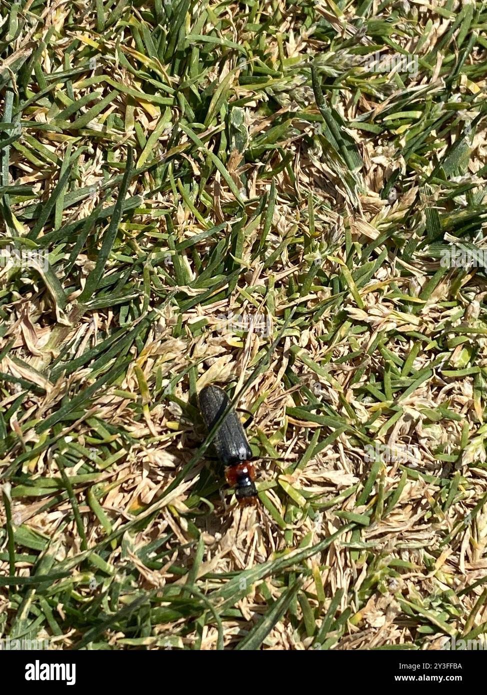Dark Sailor Beetle (Cantharis fusca) Insecta Stock Photo - Alamy