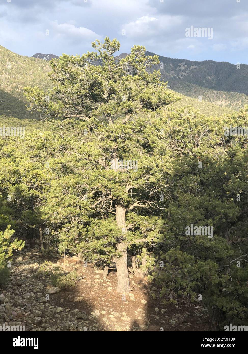 Colorado Pinyon (Pinus edulis) Plantae Stock Photo - Alamy