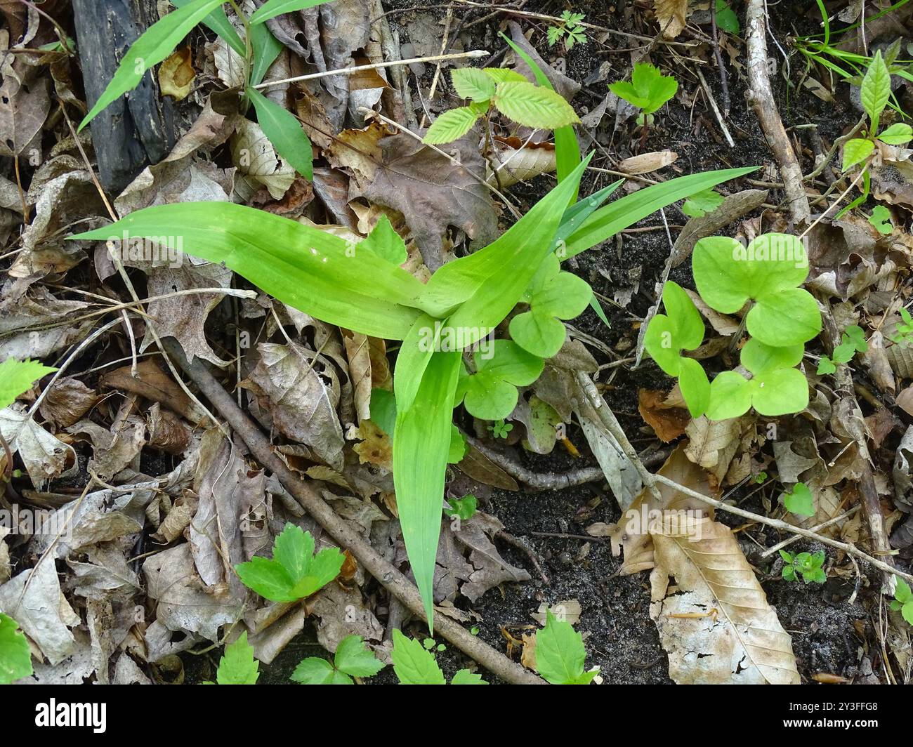White Bear Sedge (Carex albursina) Plantae Stock Photo - Alamy