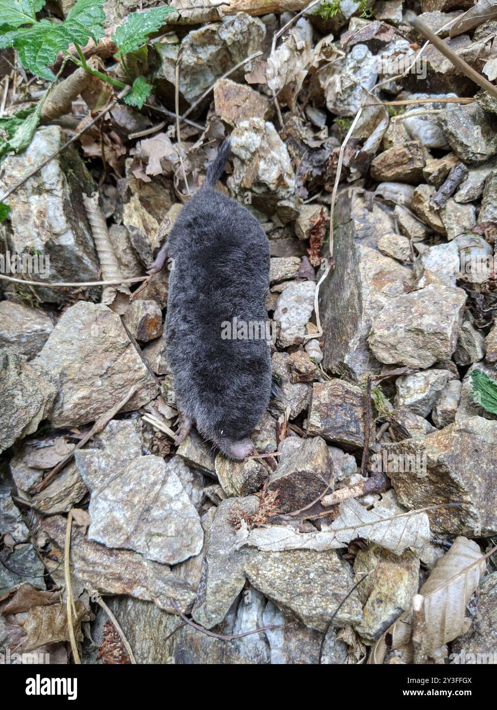 European Mole (Talpa europaea) Mammalia Stock Photo - Alamy