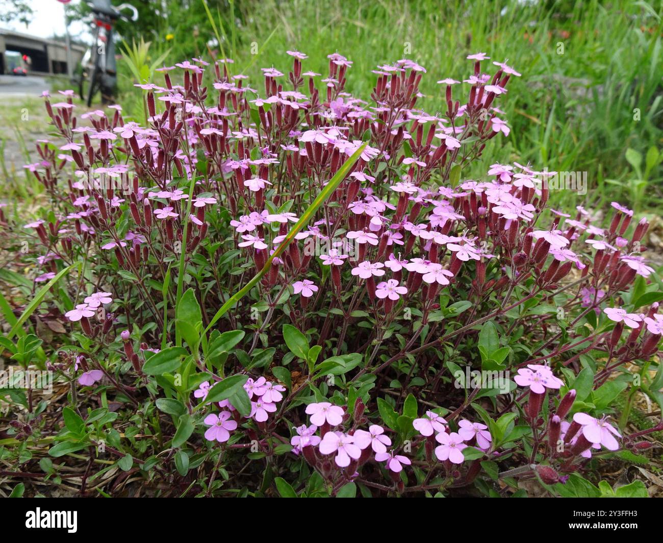 Rock Soapwort (Saponaria ocymoides) Plantae Stock Photo - Alamy