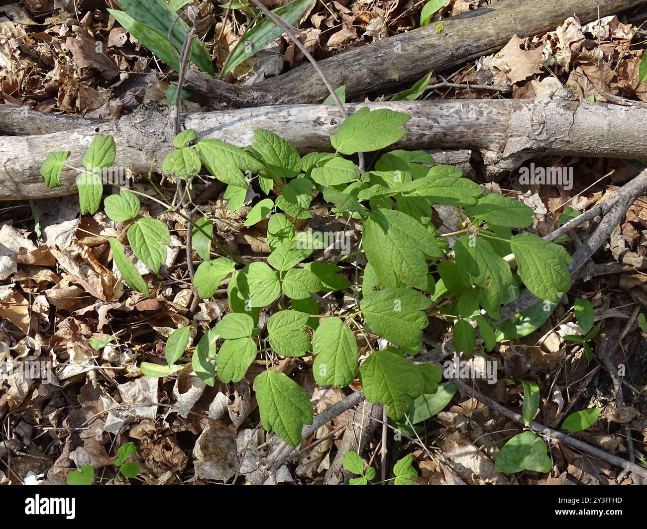 early blue cohosh (Caulophyllum giganteum) Plantae Stock Photo - Alamy