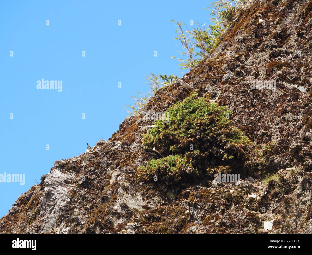 Formosan juniper (Juniperus formosana) Plantae Stock Photo - Alamy