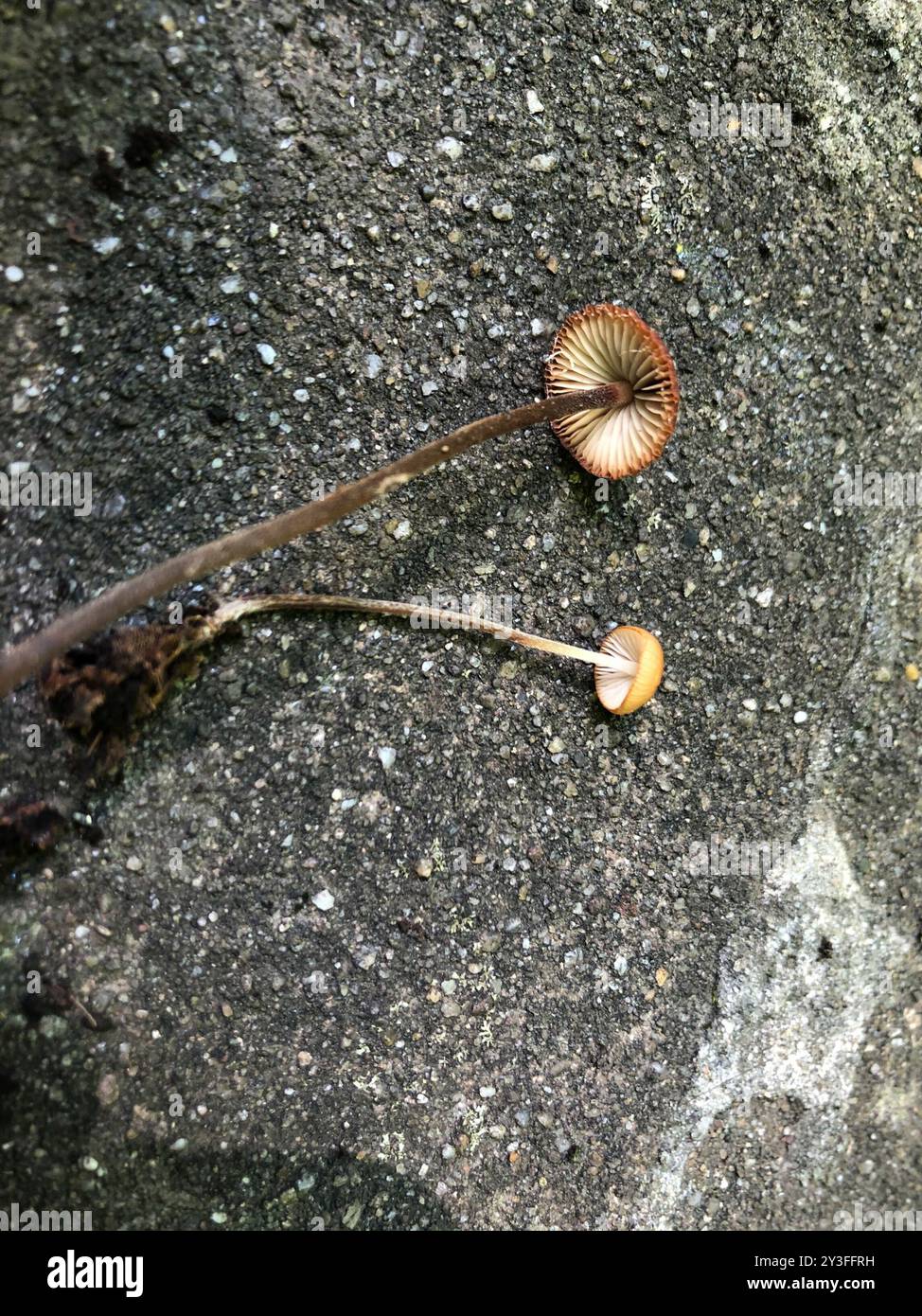 Hairy Long Stem Marasmius (Rhizomarasmius pyrrhocephalus) Fungi Stock ...