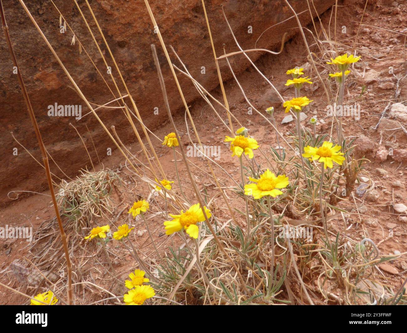 Stemmy Four-nerved Daisy (Tetraneuris scaposa) Plantae Stock Photo - Alamy