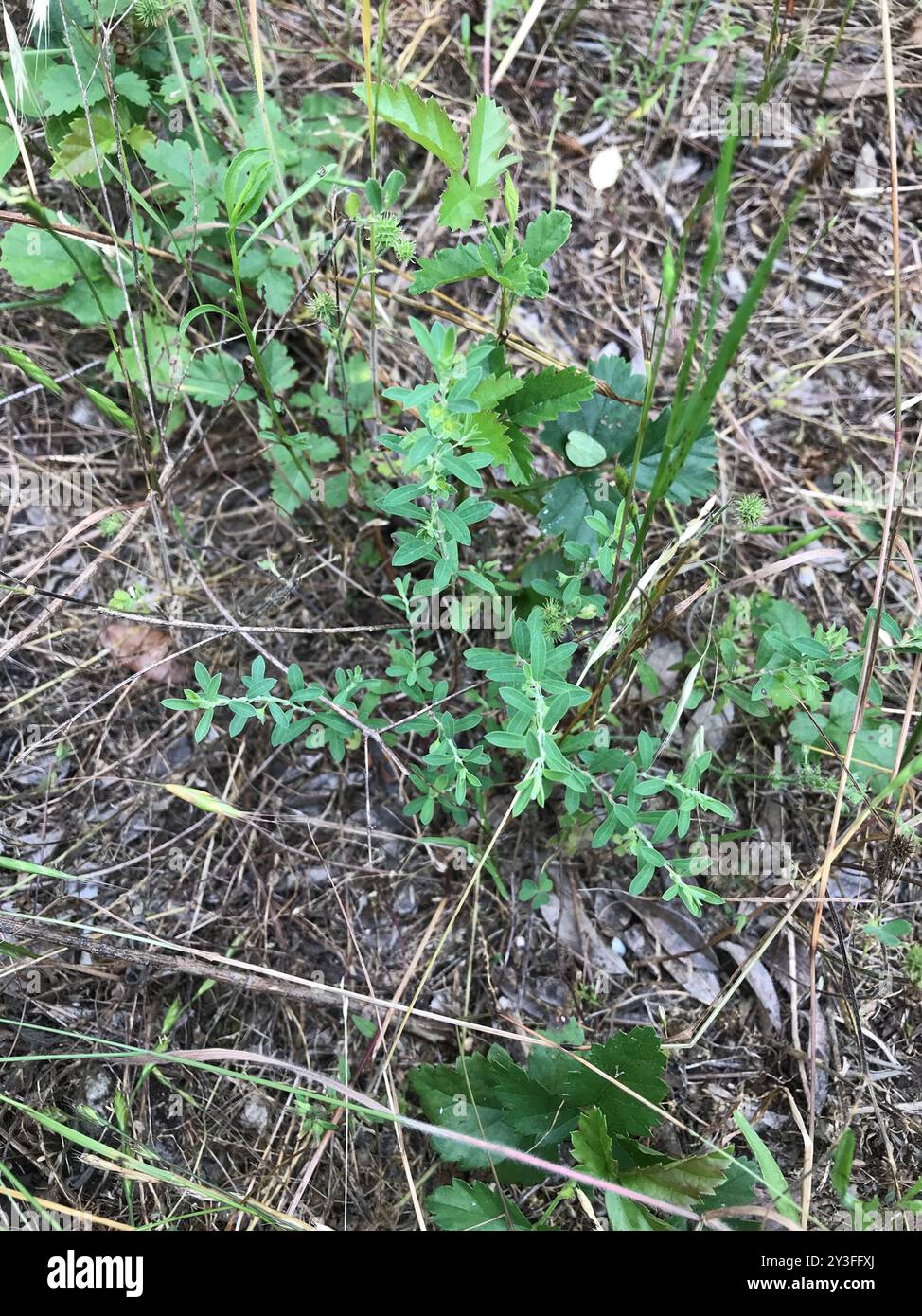 Smartweed Leafflower (Phyllanthus polygonoides) Plantae Stock Photo - Alamy