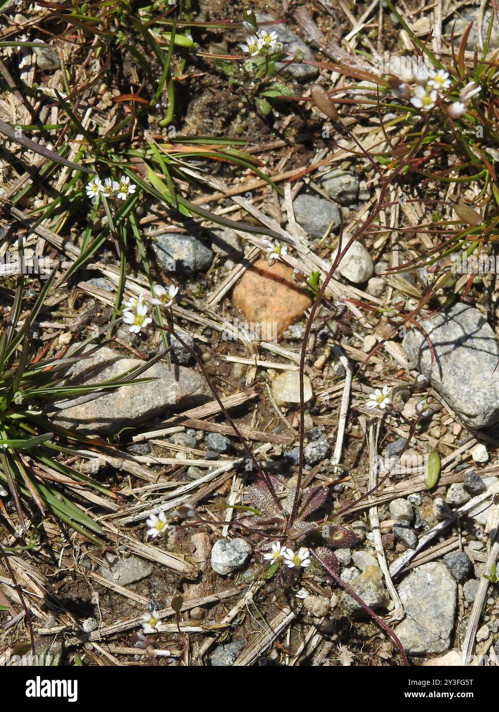 Common Whitlowgrass (Draba verna) Plantae Stock Photo - Alamy