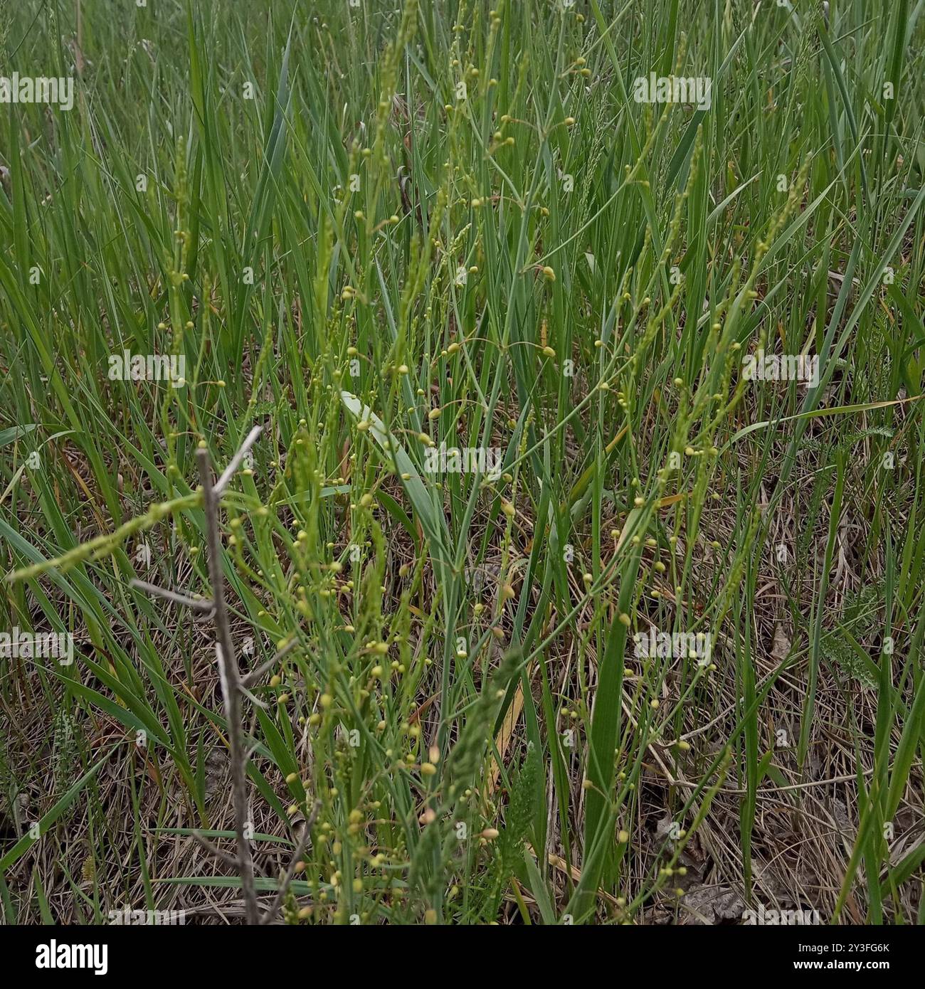 wild asparagus (Asparagus officinalis) Plantae Stock Photo - Alamy