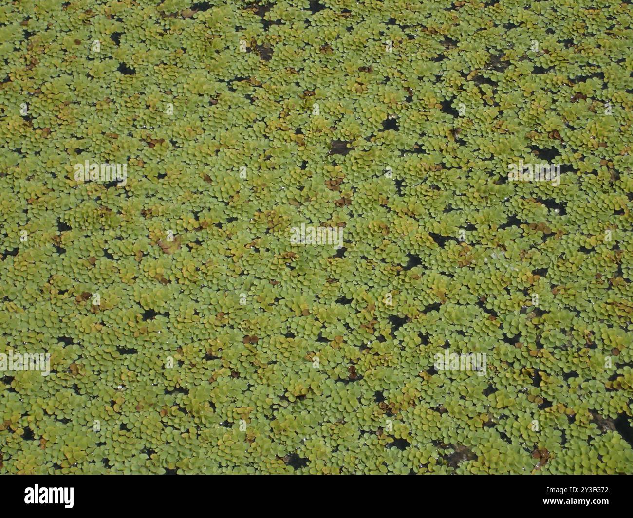 asian watermoss (Salvinia cucullata) Plantae Stock Photo - Alamy