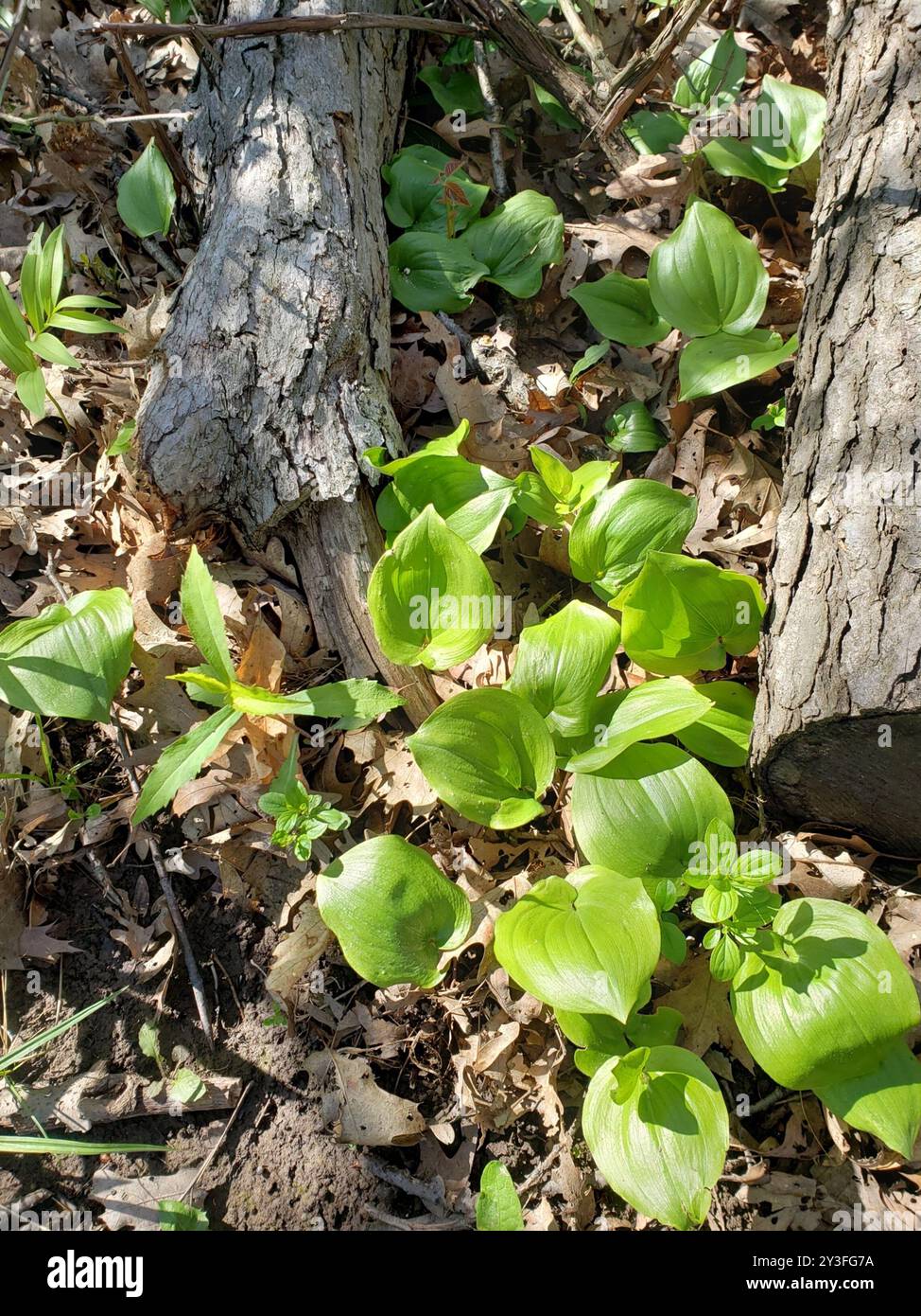 Canada mayflower (Maianthemum canadense) Plantae Stock Photo - Alamy