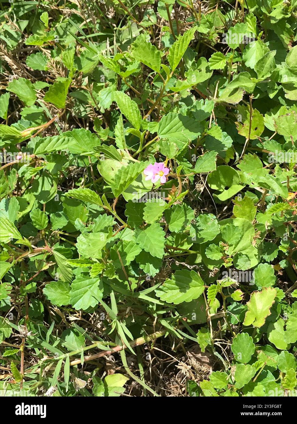 Pyramid Flower (Melochia pyramidata) Plantae Stock Photo - Alamy