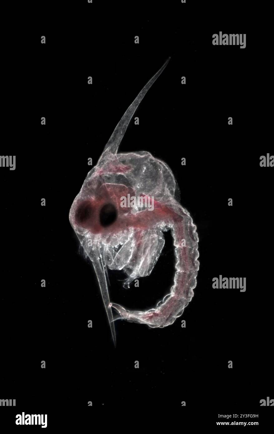 Crustacean larva, Crab larva, zoaea Stock Photo - Alamy