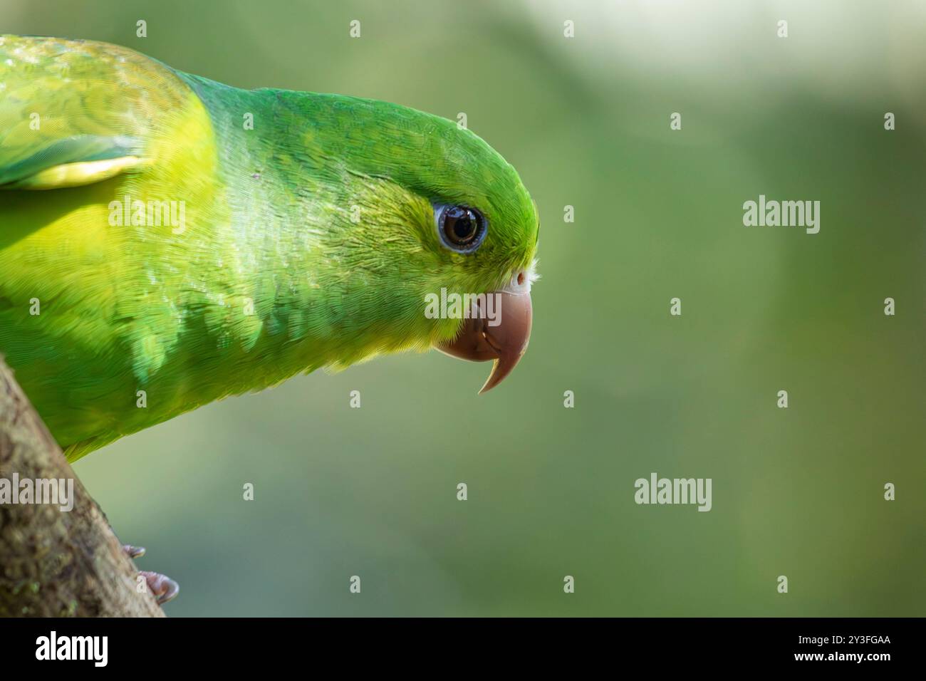 Plain Parakeet or Periquito Rico bird of the Atlantic Forest - South ...