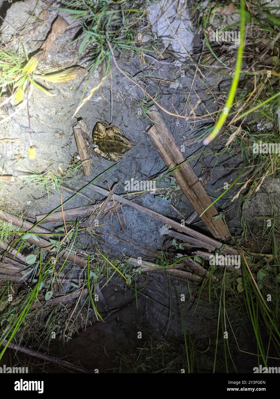 California Red-legged Frog (Rana draytonii) Amphibia Stock Photo - Alamy