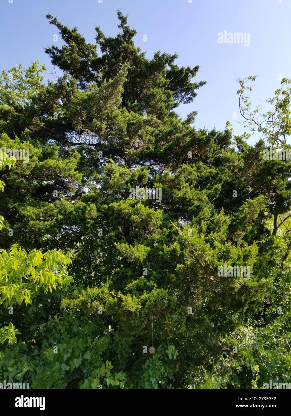 Ashe juniper (Juniperus ashei) Plantae Stock Photo - Alamy