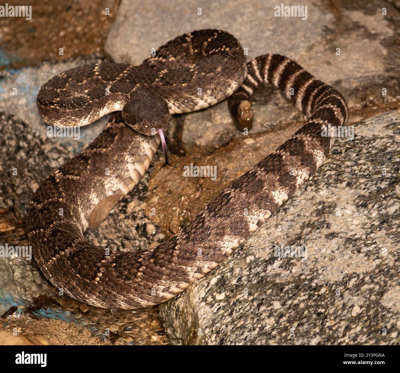 Southern Pacific Rattlesnake (Crotalus oreganus helleri) Reptilia Stock ...