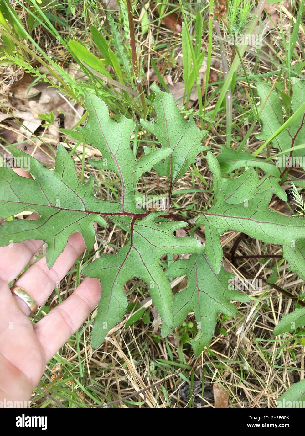 Kidney-leaf Rosinweed (Silphium compositum) Plantae Stock Photo - Alamy