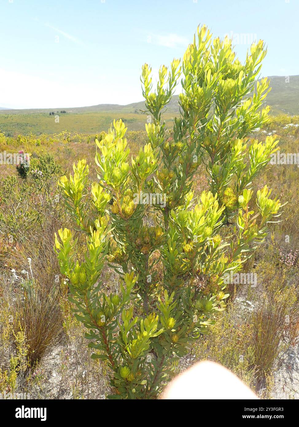 Broadleaf Featherbush (Aulax umbellata) Plantae Stock Photo - Alamy