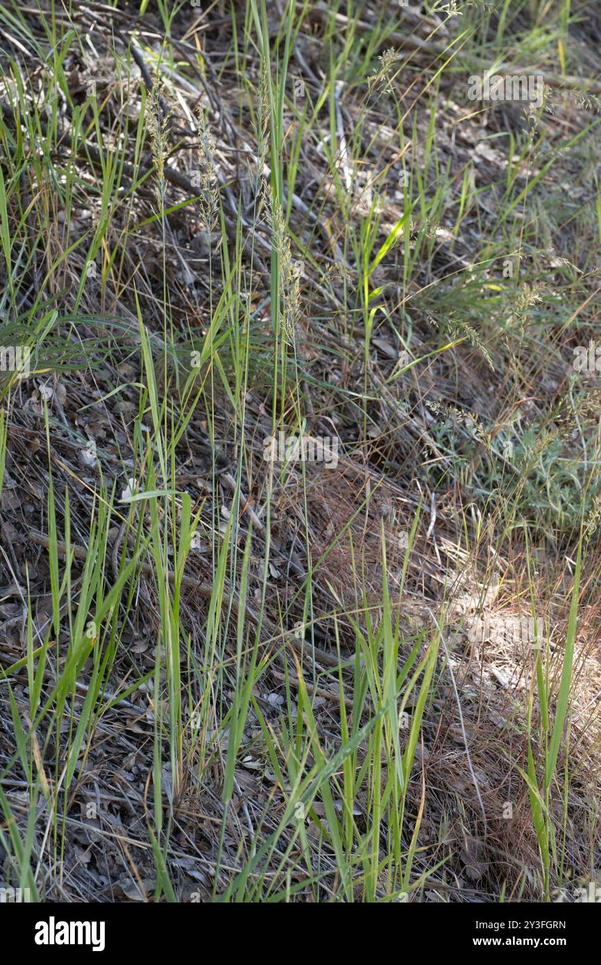 grasses (Poaceae) Plantae Stock Photo - Alamy