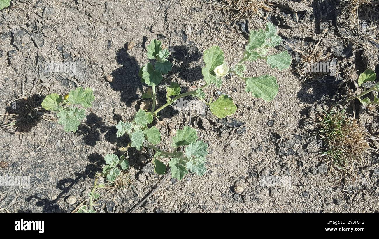alkali mallow (Malvella leprosa) Plantae Stock Photo - Alamy