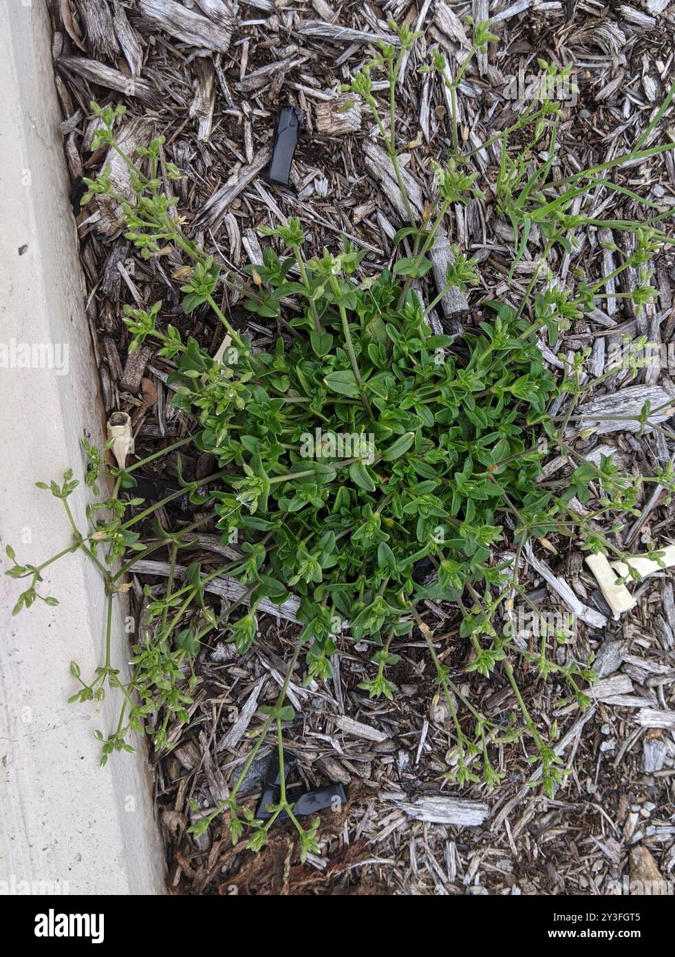 Dwarf Mouse-ear (Cerastium pumilum) Plantae Stock Photo - Alamy