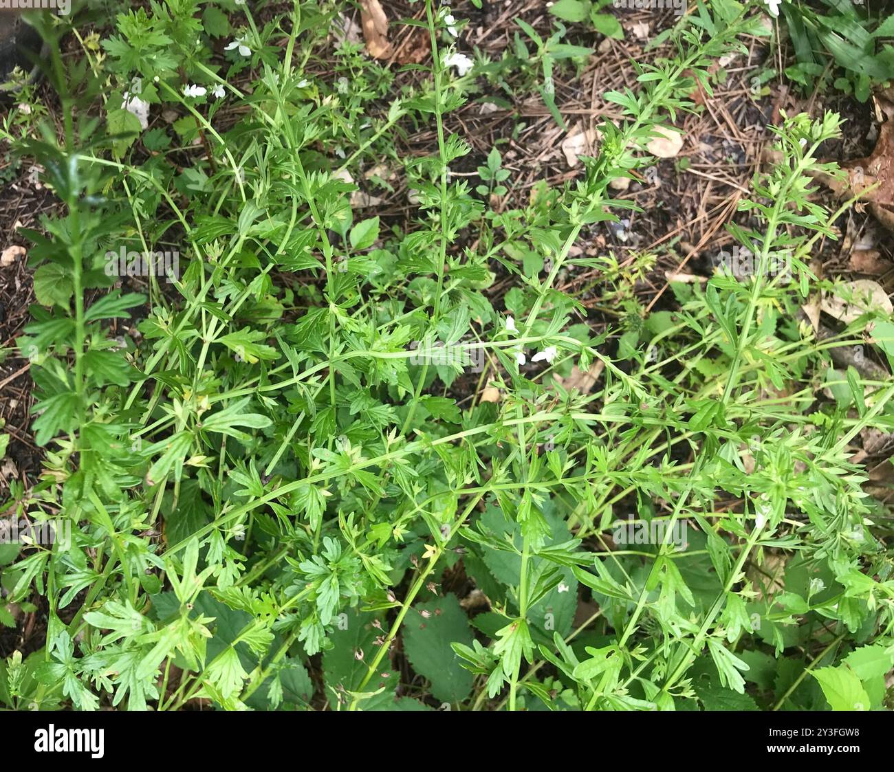 coastal germander (Teucrium cubense) Plantae Stock Photo - Alamy