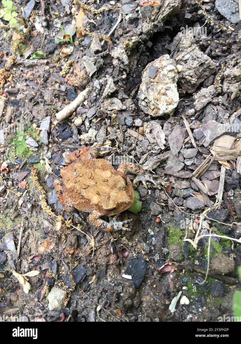 Eastern American Toad (Anaxyrus americanus americanus) Amphibia Stock ...