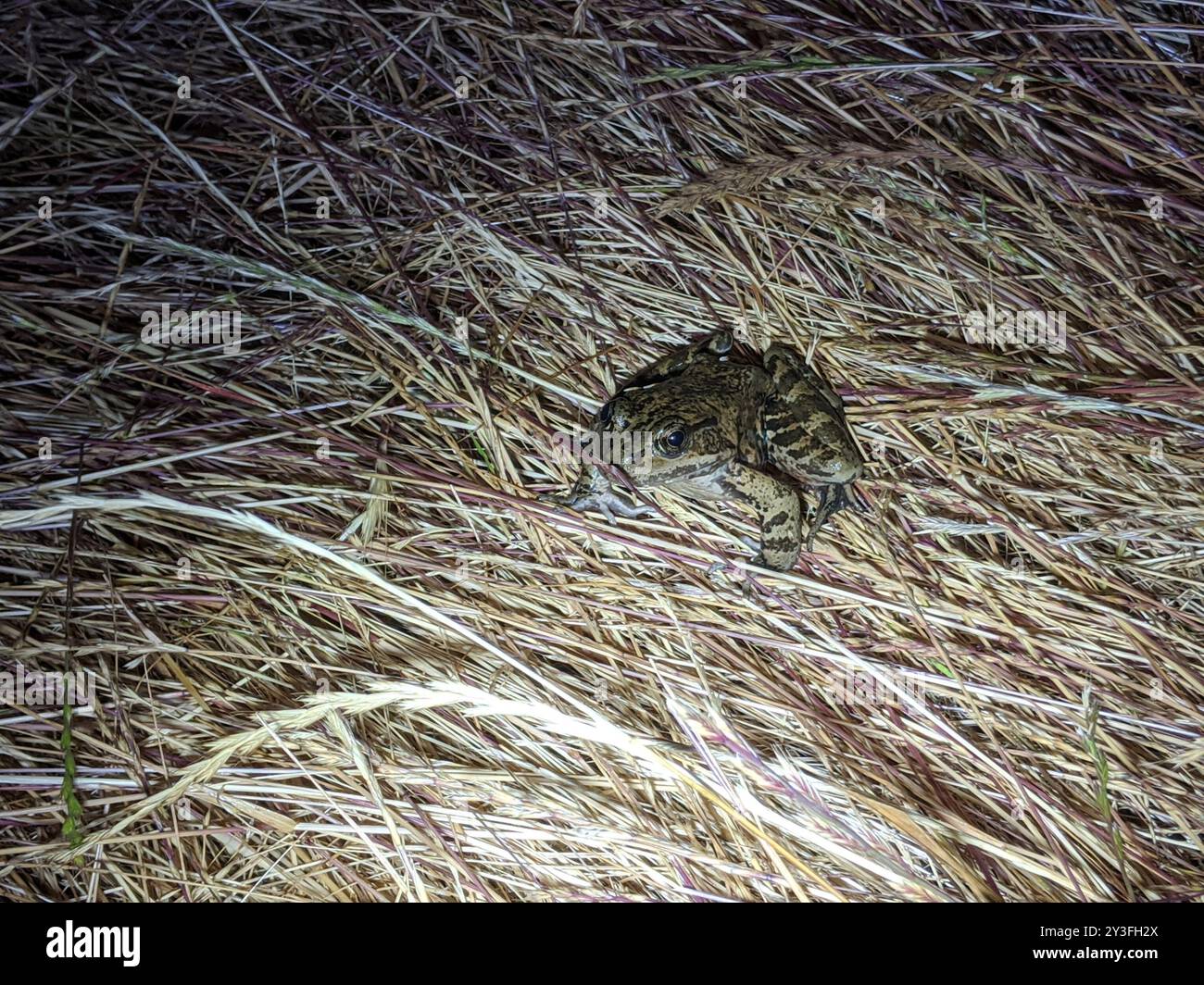 California Red-legged Frog (Rana draytonii) Amphibia Stock Photo - Alamy