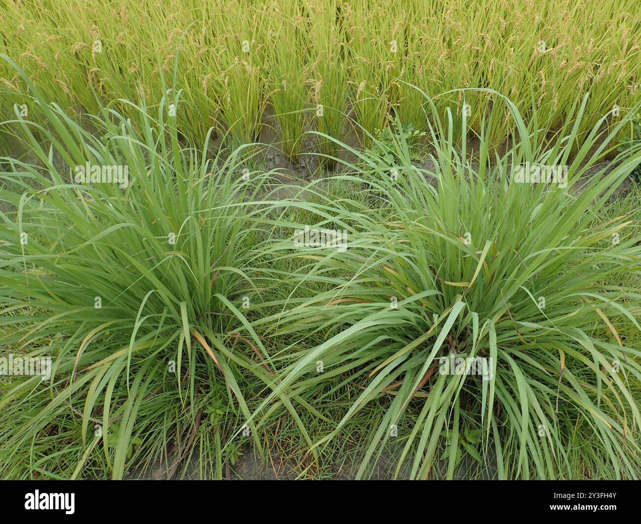 citronella grass (Cymbopogon nardus) Plantae Stock Photo - Alamy