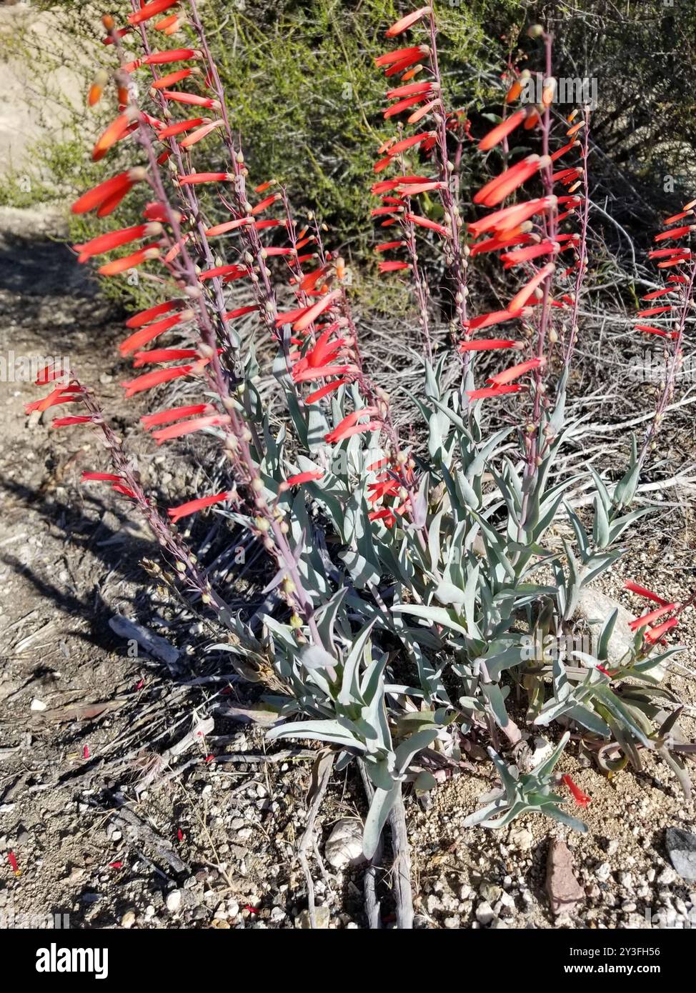 scarlet bugler (Penstemon centranthifolius) Plantae Stock Photo - Alamy