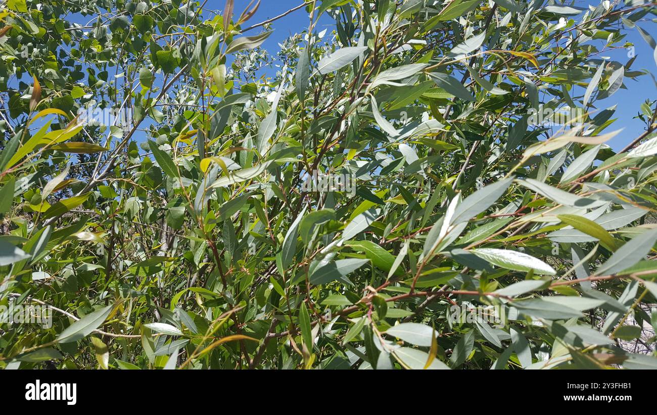 red willow (Salix laevigata) Plantae Stock Photo - Alamy