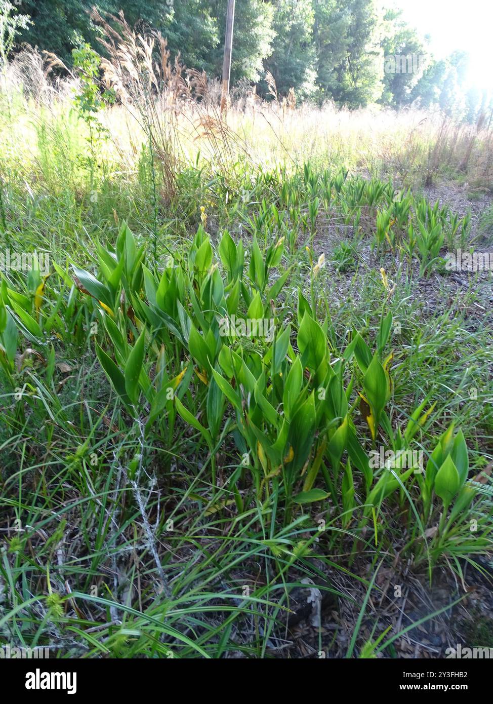 vascular plants (Tracheophyta) Plantae Stock Photo - Alamy