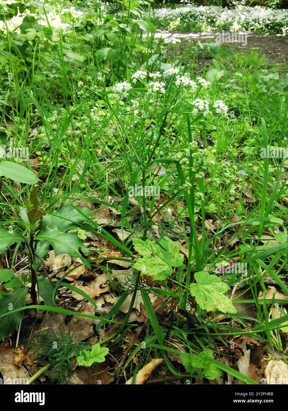 Pignut (Conopodium majus) Plantae Stock Photo - Alamy