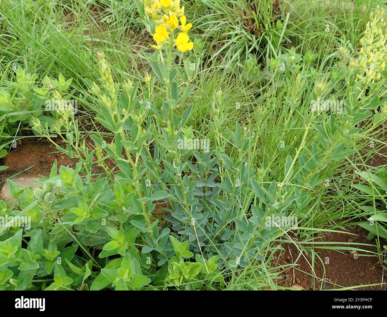 Round Pod Rattle Bush (Crotalaria globifera) Plantae Stock Photo - Alamy