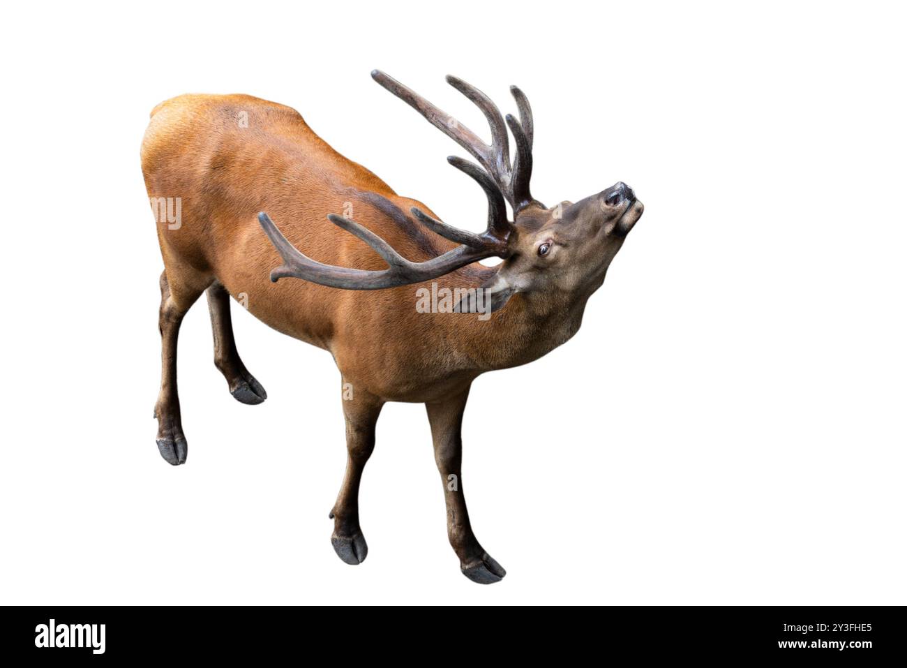 Red Deer standing with head raised, top view Stock Photo - Alamy