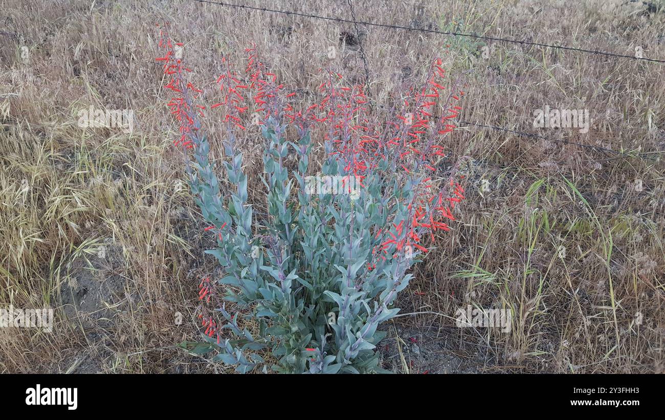 scarlet bugler (Penstemon centranthifolius) Plantae Stock Photo - Alamy
