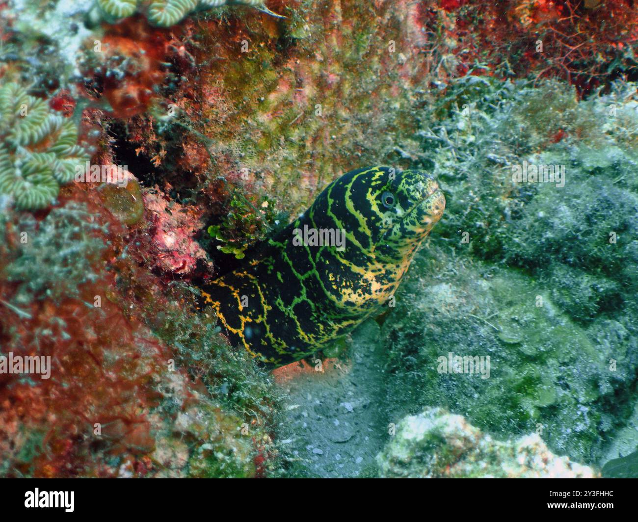 Chain Moray (Echidna catenata) Actinopterygii Stock Photo - Alamy